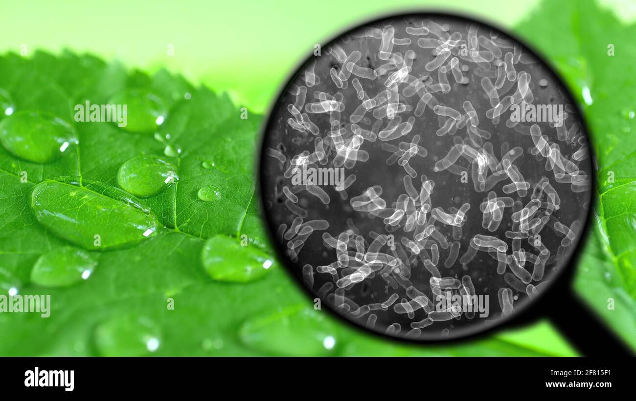 Searching for bacteria in environment Stock Photo - Alamy