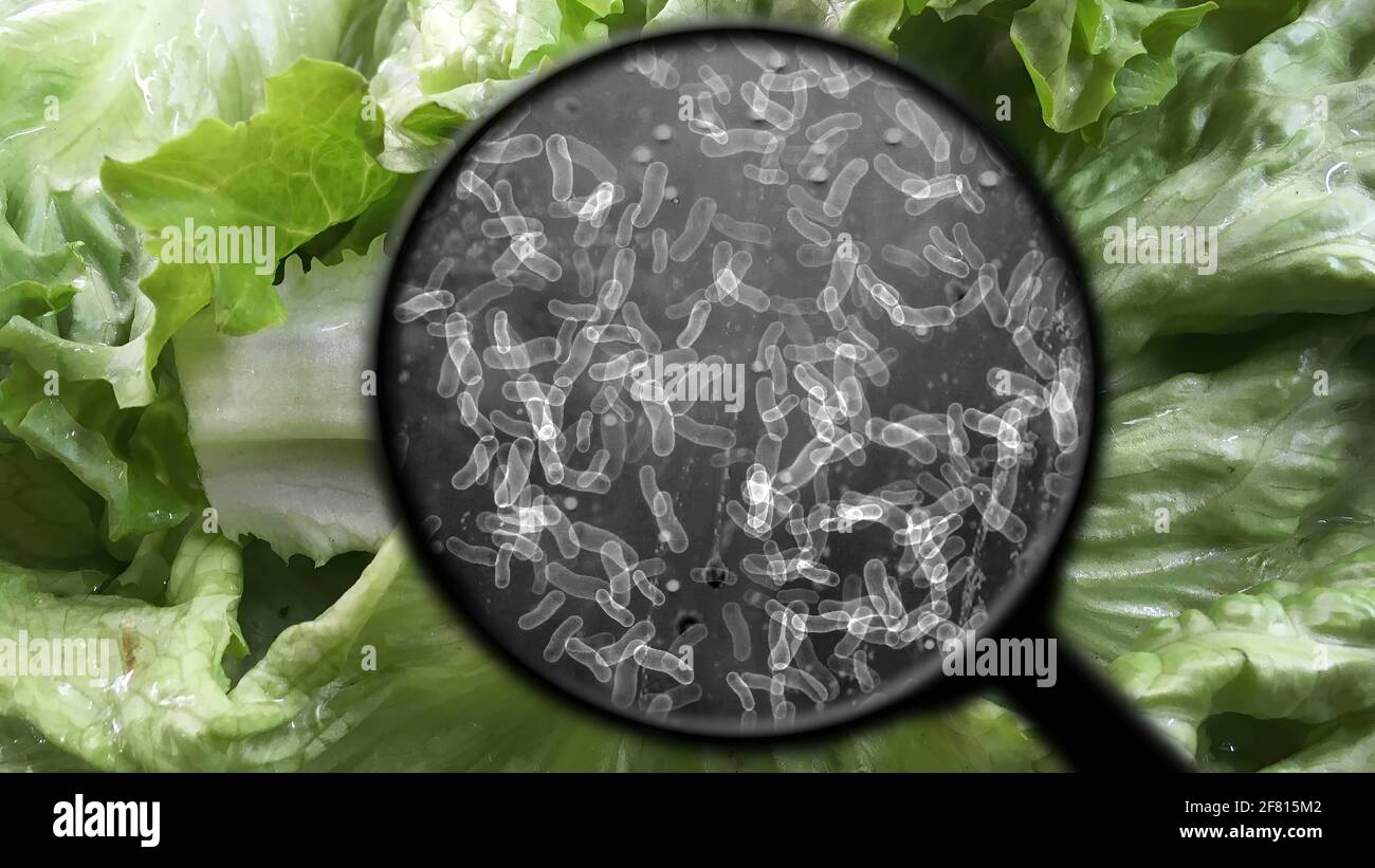 Searching for bacteria in lettuce Stock Photo - Alamy
