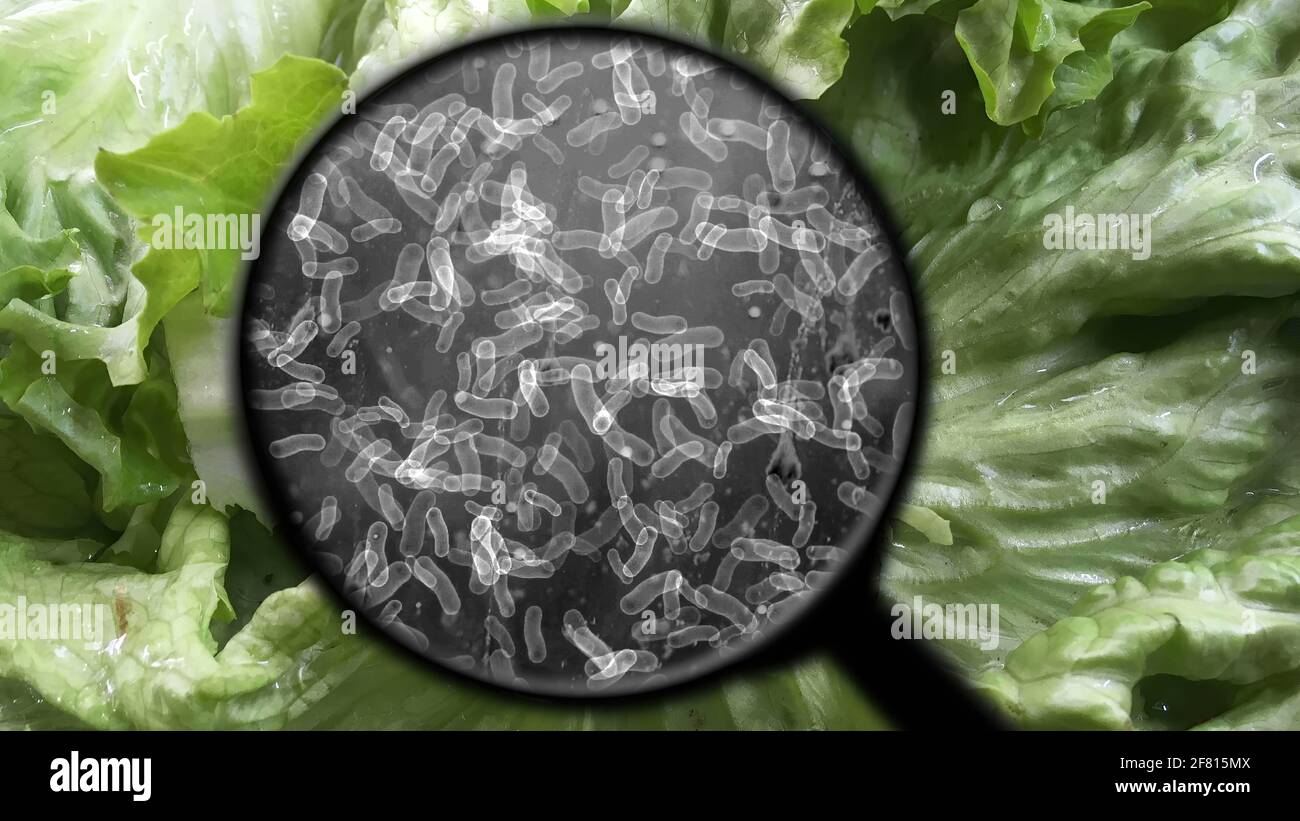 Searching for bacteria in lettuce Stock Photo - Alamy