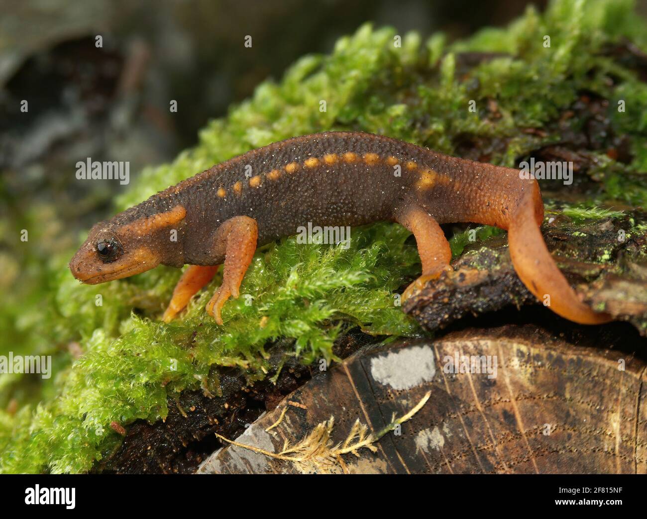 Closeup shot of a red-tailed Mandarin newt on green moss - Tylototriton ...