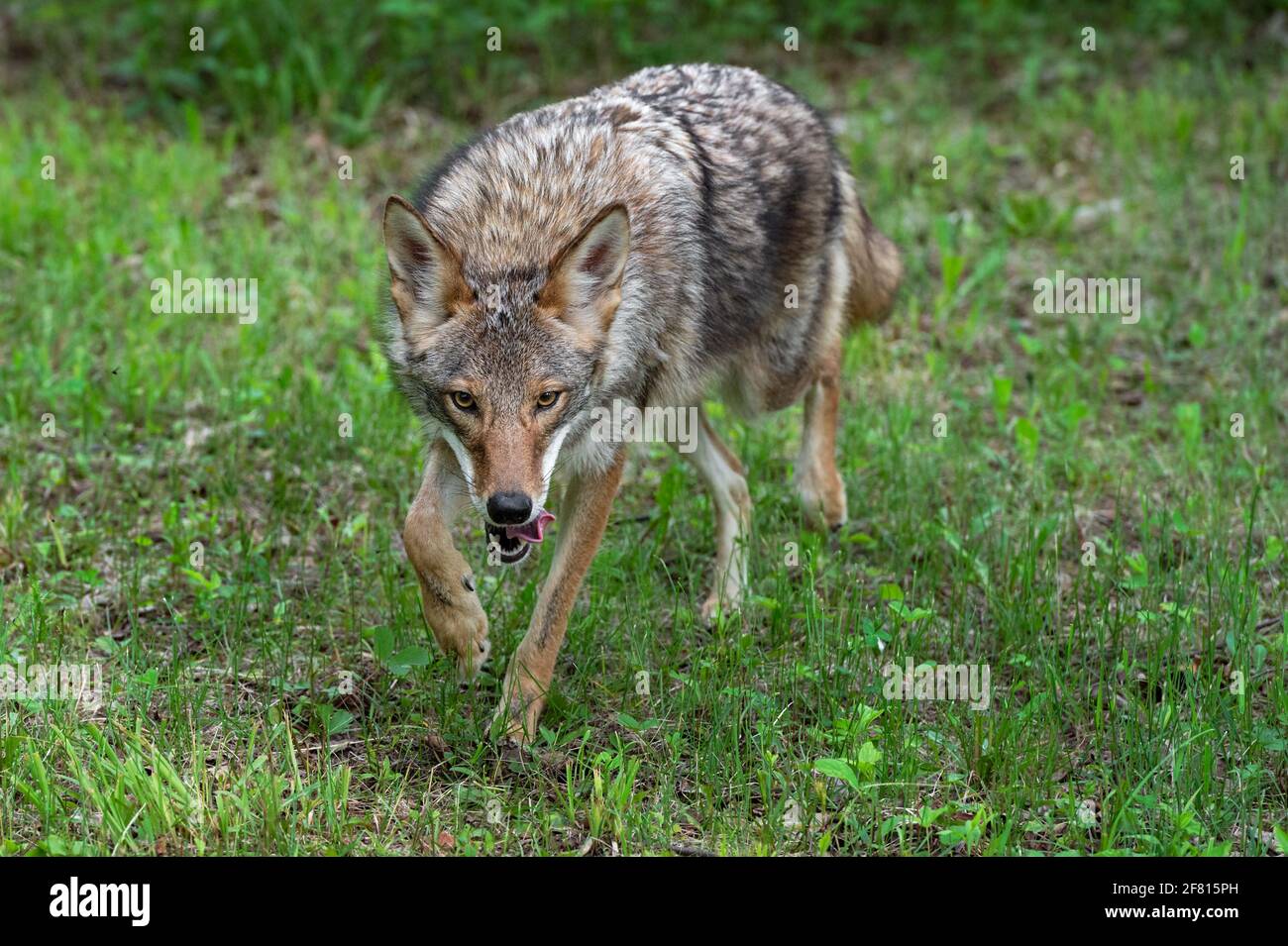 Adult Coyote (Canis latrans) Steps Forward Tongue Lolling Summer ...