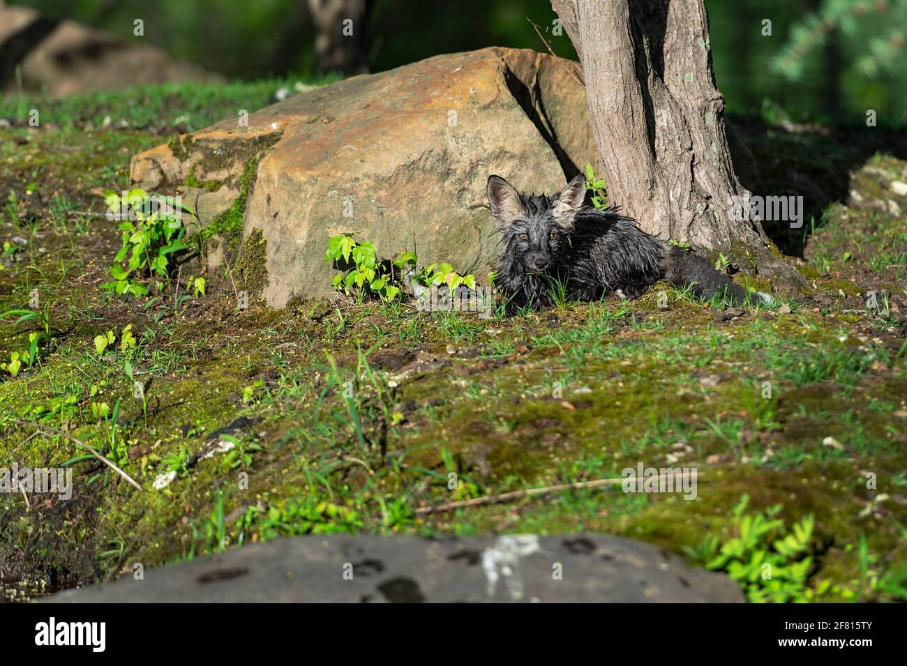 Rock under tree hi-res stock photography and images - Alamy