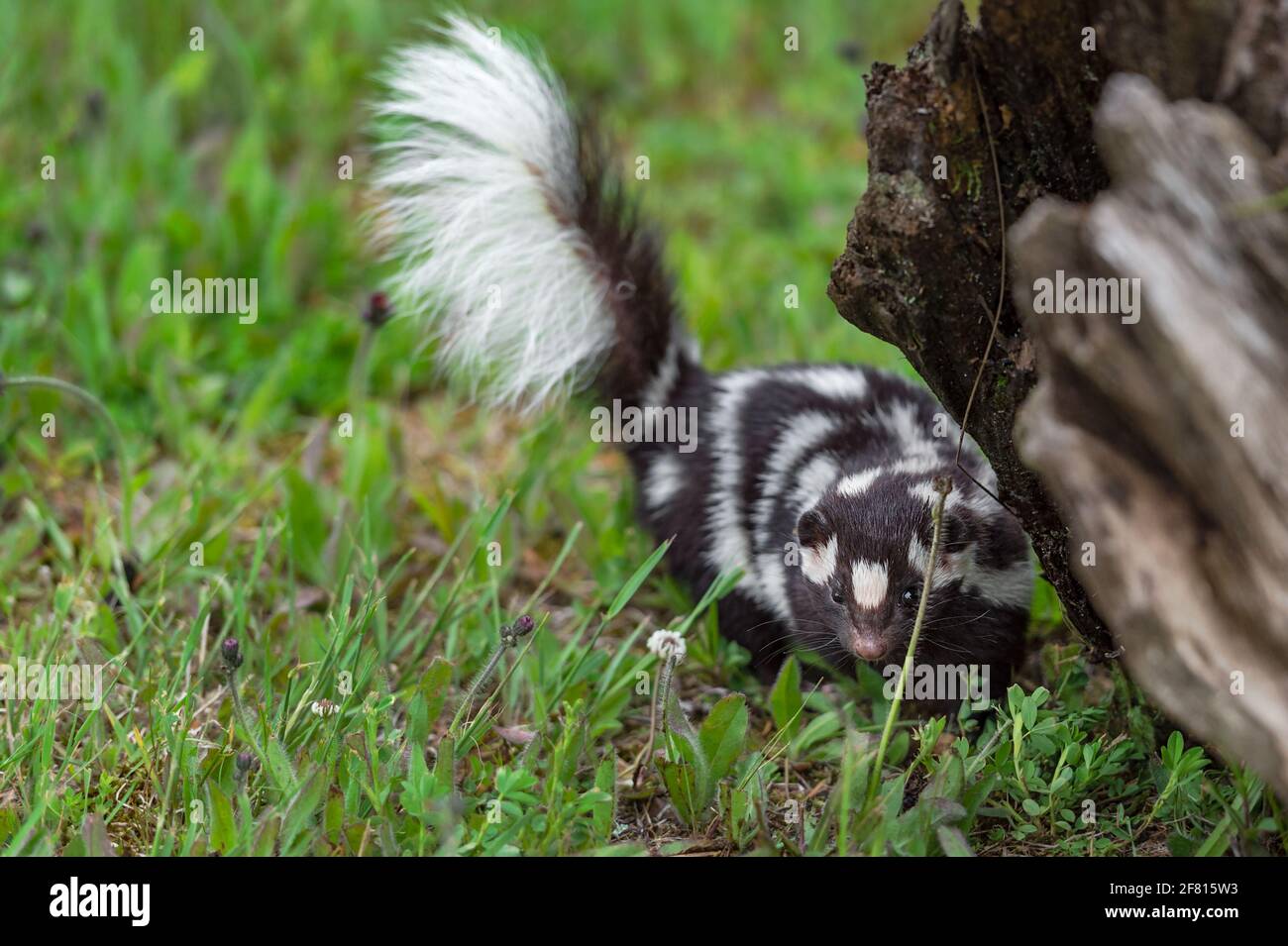 Eastern Spotted Skunk (Spilogale putorius) Creeps Along Side of Log ...