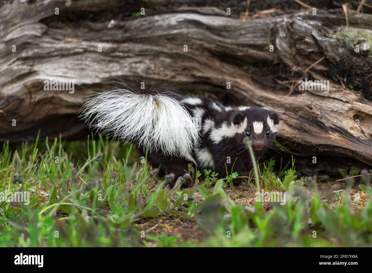 Eastern Spotted Skunk (Spilogale putorius) Looks Straight Out From Side ...