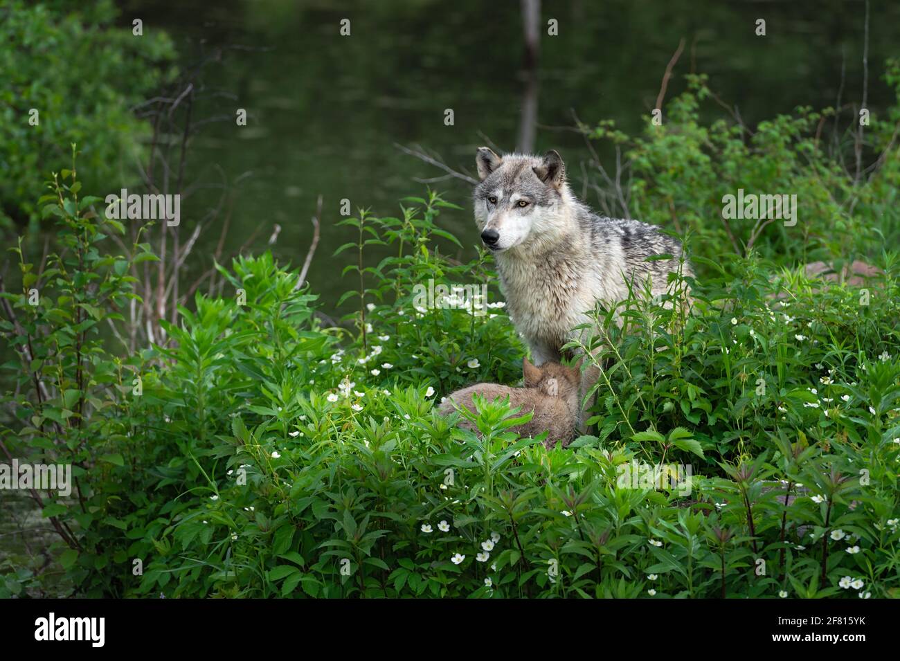 Grey Wolf (Canis lupus) Stands on Island With Pup in Front Summer ...