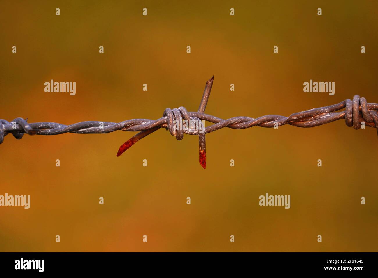 steel chain with spike for the fence normally for the safety and ...