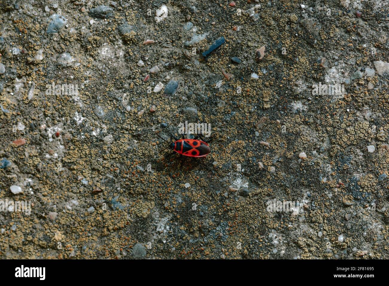 Red soldier bug with black dots on a stone surface Stock Photo - Alamy