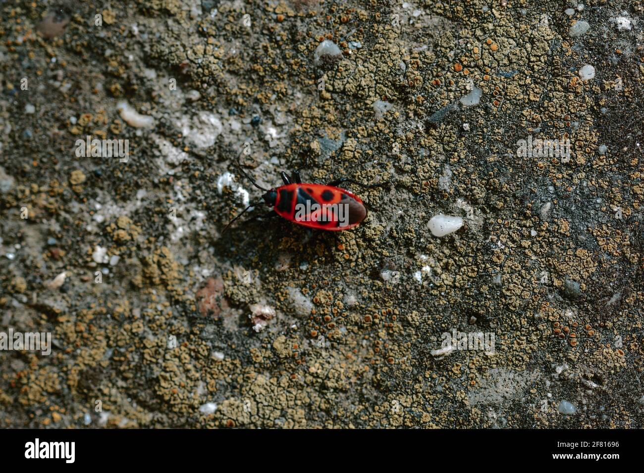 Red soldier bug with black dots on a stone surface Stock Photo - Alamy