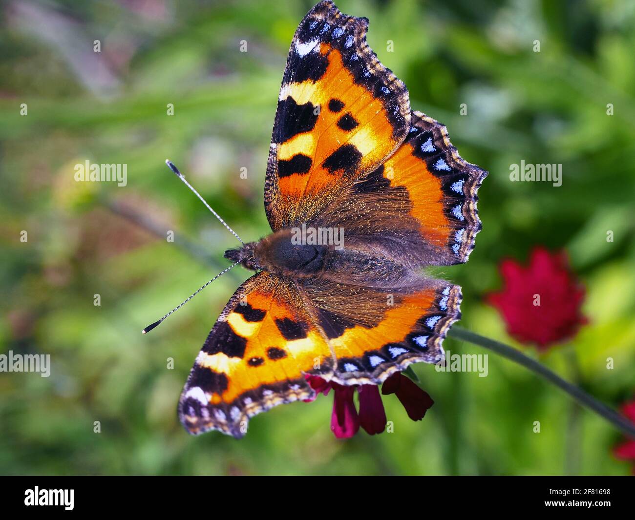 Small tortoiseshell butterfly, Aglais urticae, resting with open wings ...