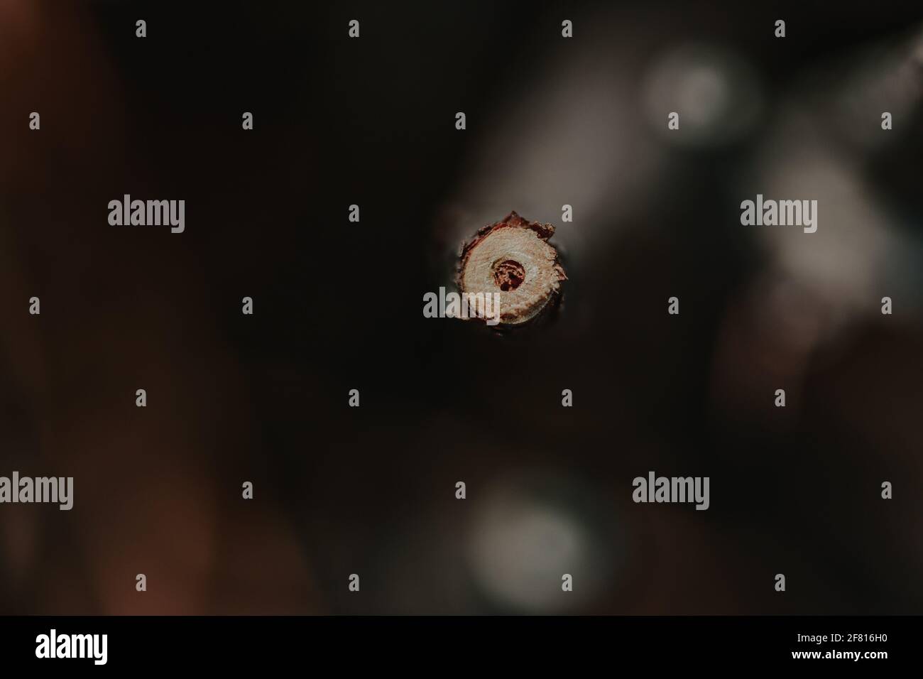 Cutted branch hi-res stock photography and images - Alamy