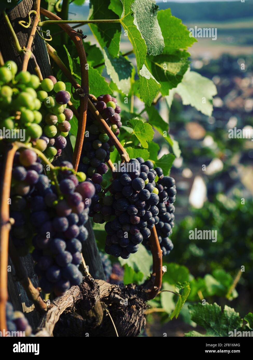 Purple ripe wine grapes fruit branch vineyard in Stein am Rhein town ...