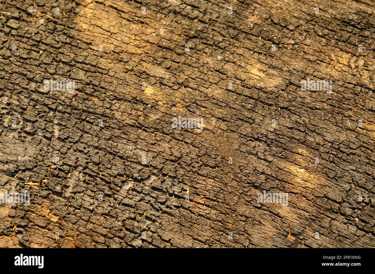 Close-Up of rotting wood, texture of the old spoiled wood damaged ...