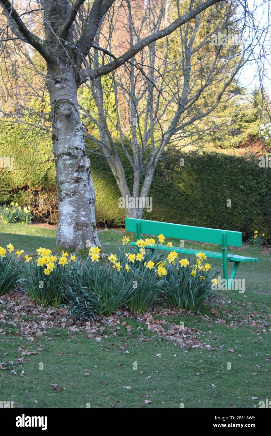 Yellow daffodils growing next to a park bench and under a tree. Walking ...