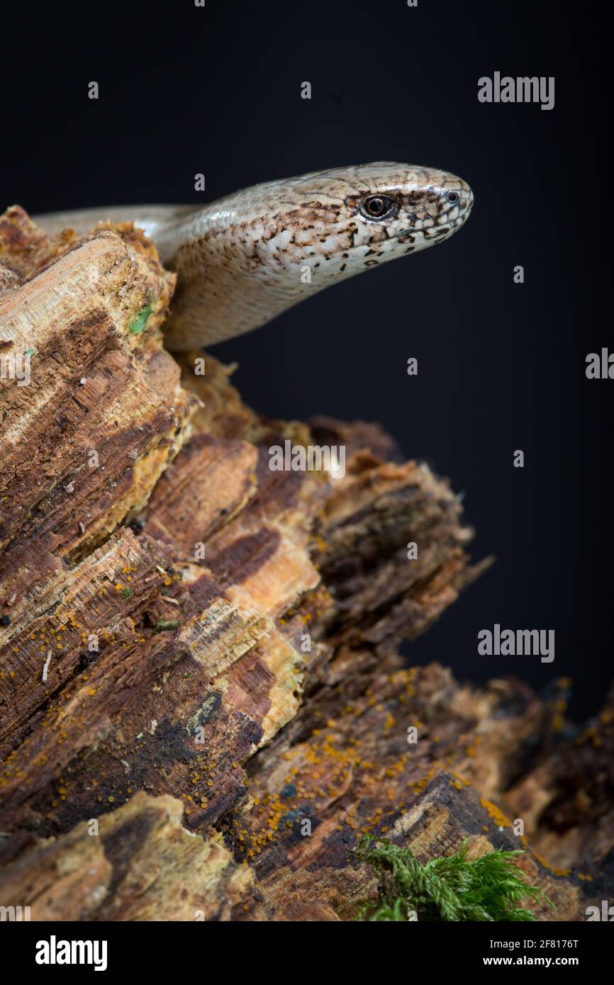 Slow Worm [ Anguis fragilis ] on rotten stump , studio shot Stock Photo ...