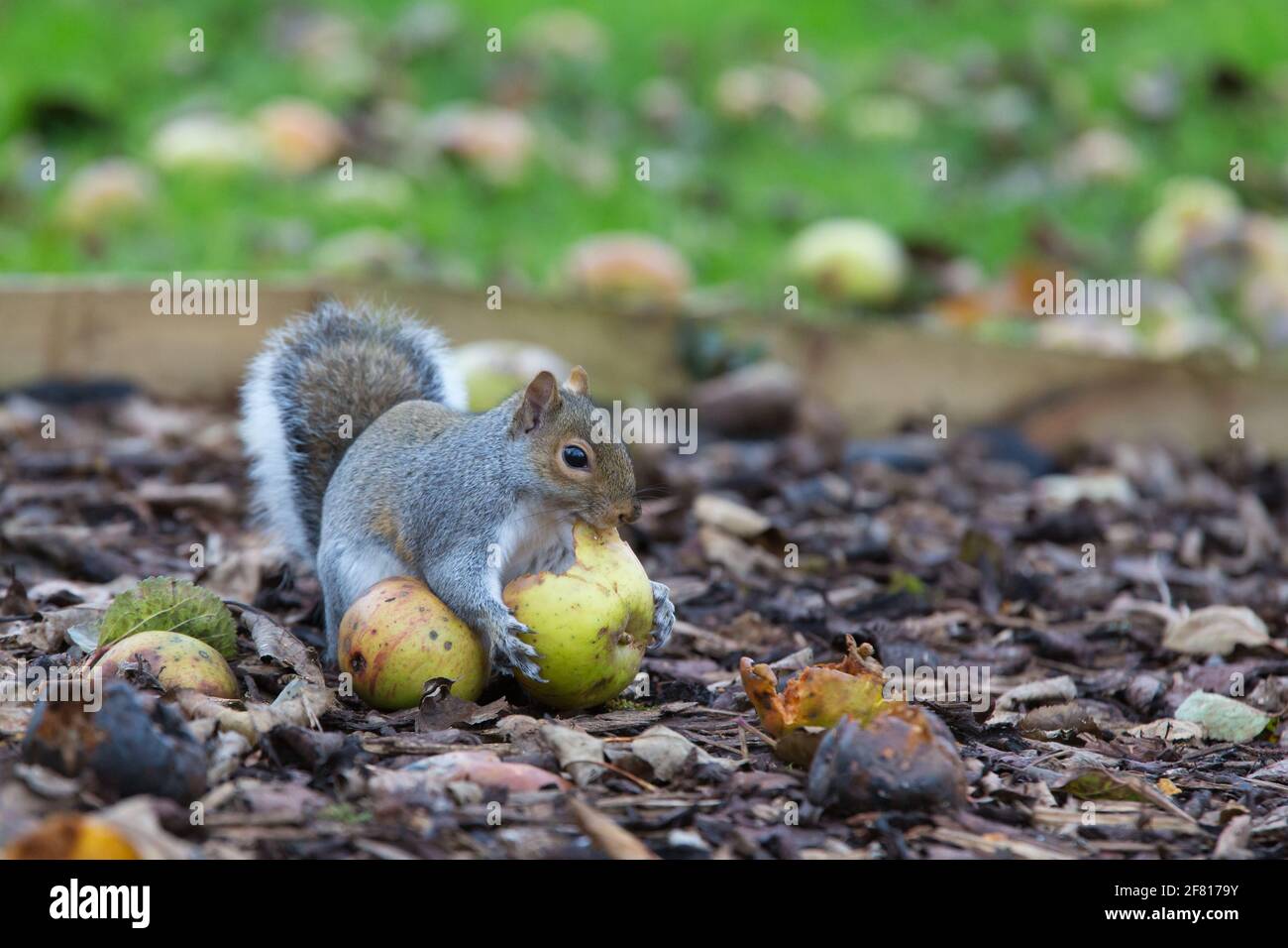 Grey Squirrel [ Sciurus carolinensis ] eating fallen apples Stock Photo - Alamy