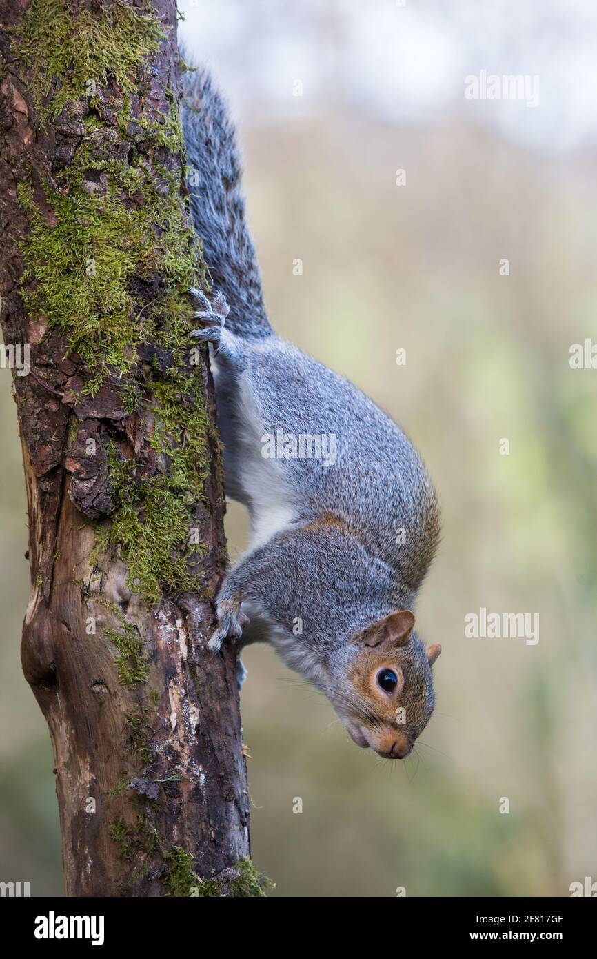 Grey squirrel natural history hi-res stock photography and images - Alamy