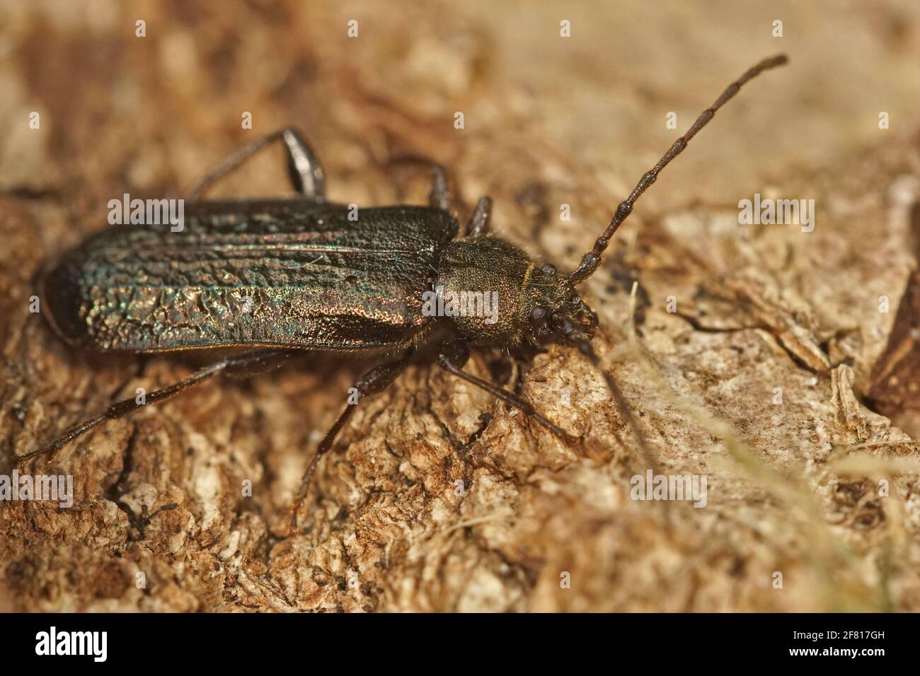 Callidium aeneum hi-res stock photography and images - Alamy