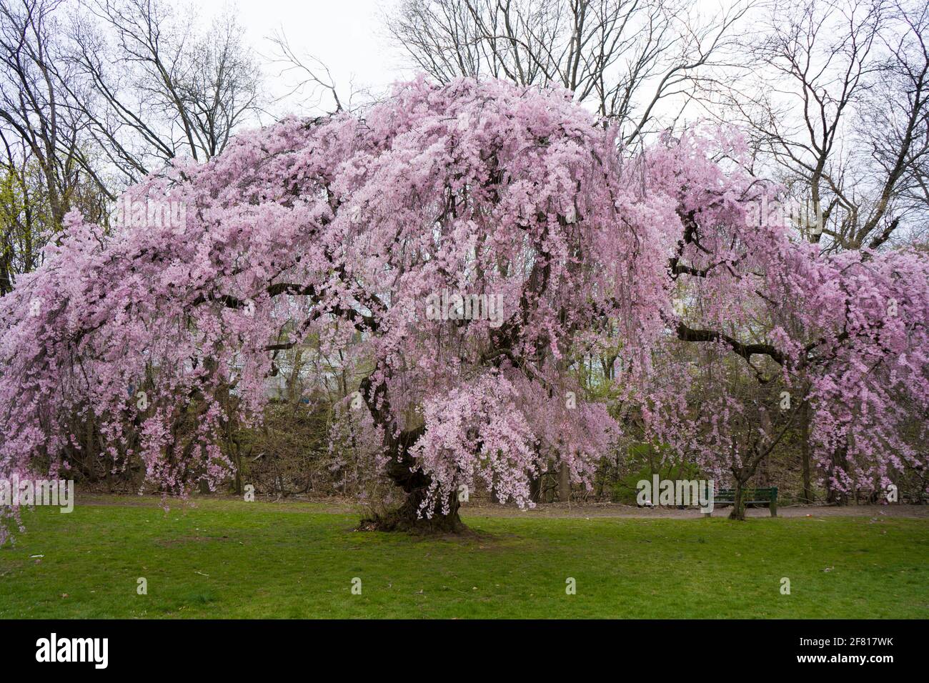 Oshima cherry tree hi-res stock photography and images - Alamy
