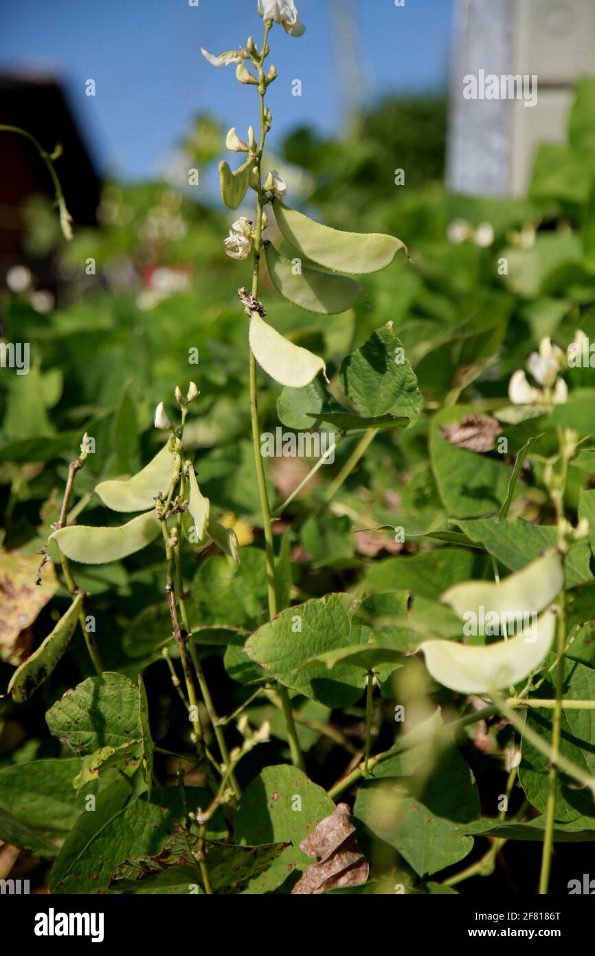 Mangalo hi-res stock photography and images - Alamy