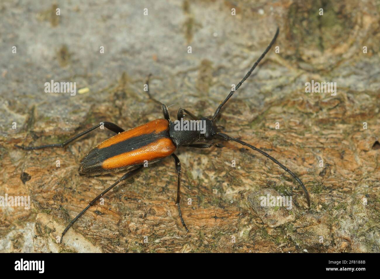 Closeup shot of a black striped longhorn beetle on the stone ...