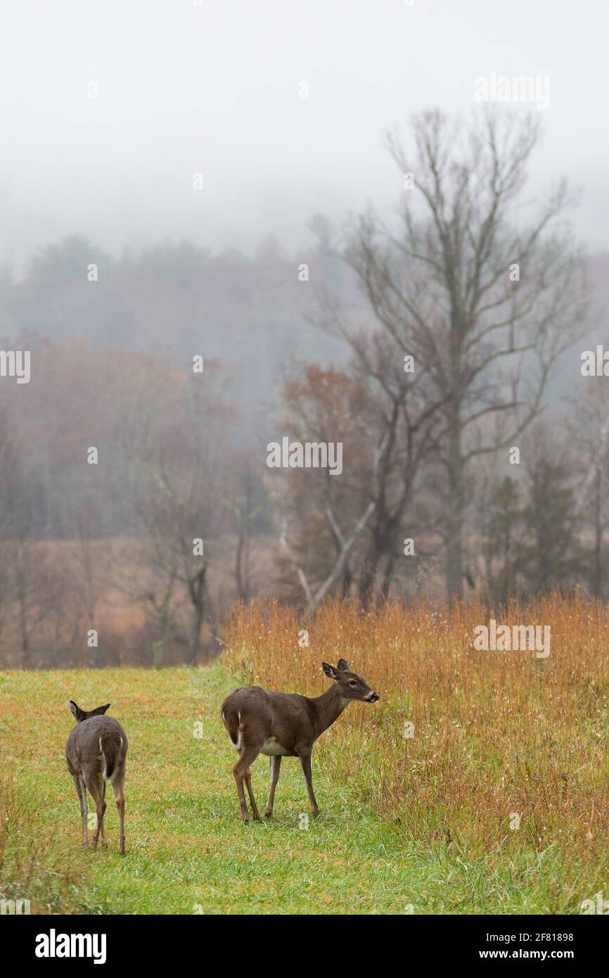 White-tailed deer, female, doe [ Odocoileus virginianus ] in Tennessee ...