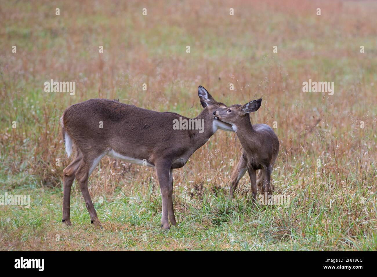 White-tailed deer, female, doe [ Odocoileus virginianus ] with fawn in ...