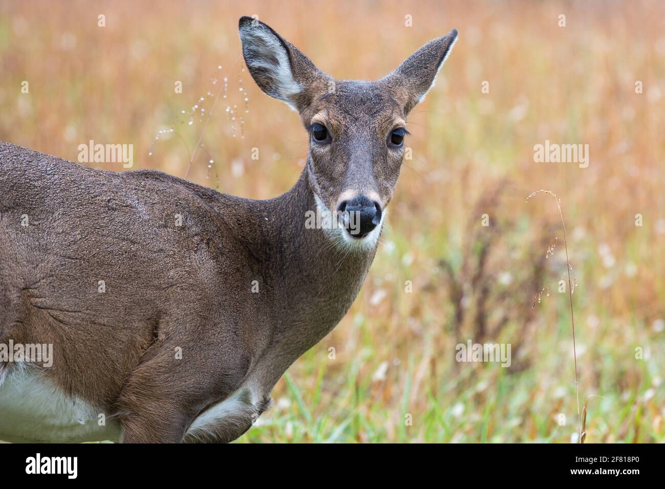 White-tailed deer, female, doe [ Odocoileus virginianus ] in Tennessee ...