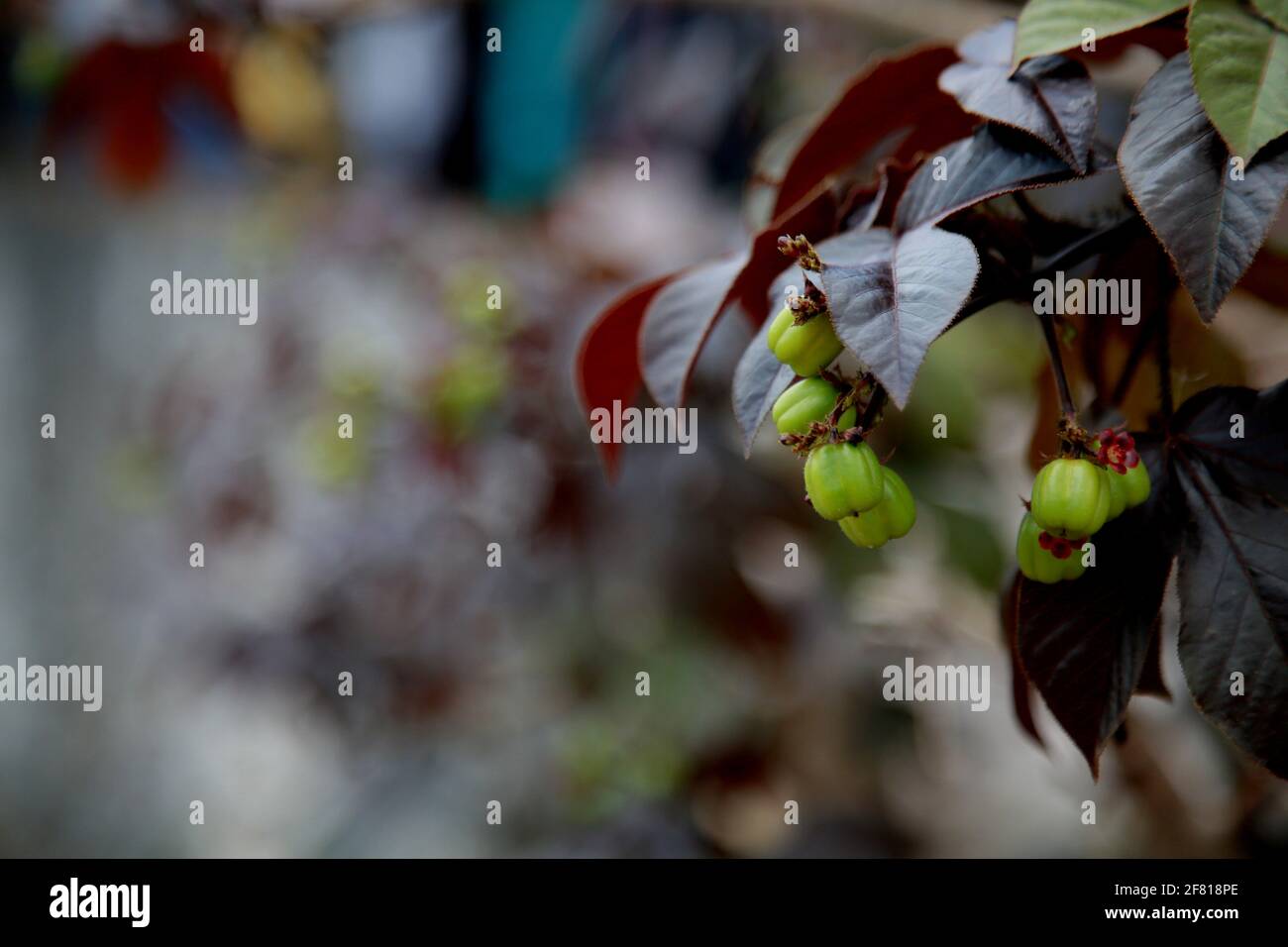 mata de sao joao, bahia / brazil - october 25, 2020: purple pinion ...