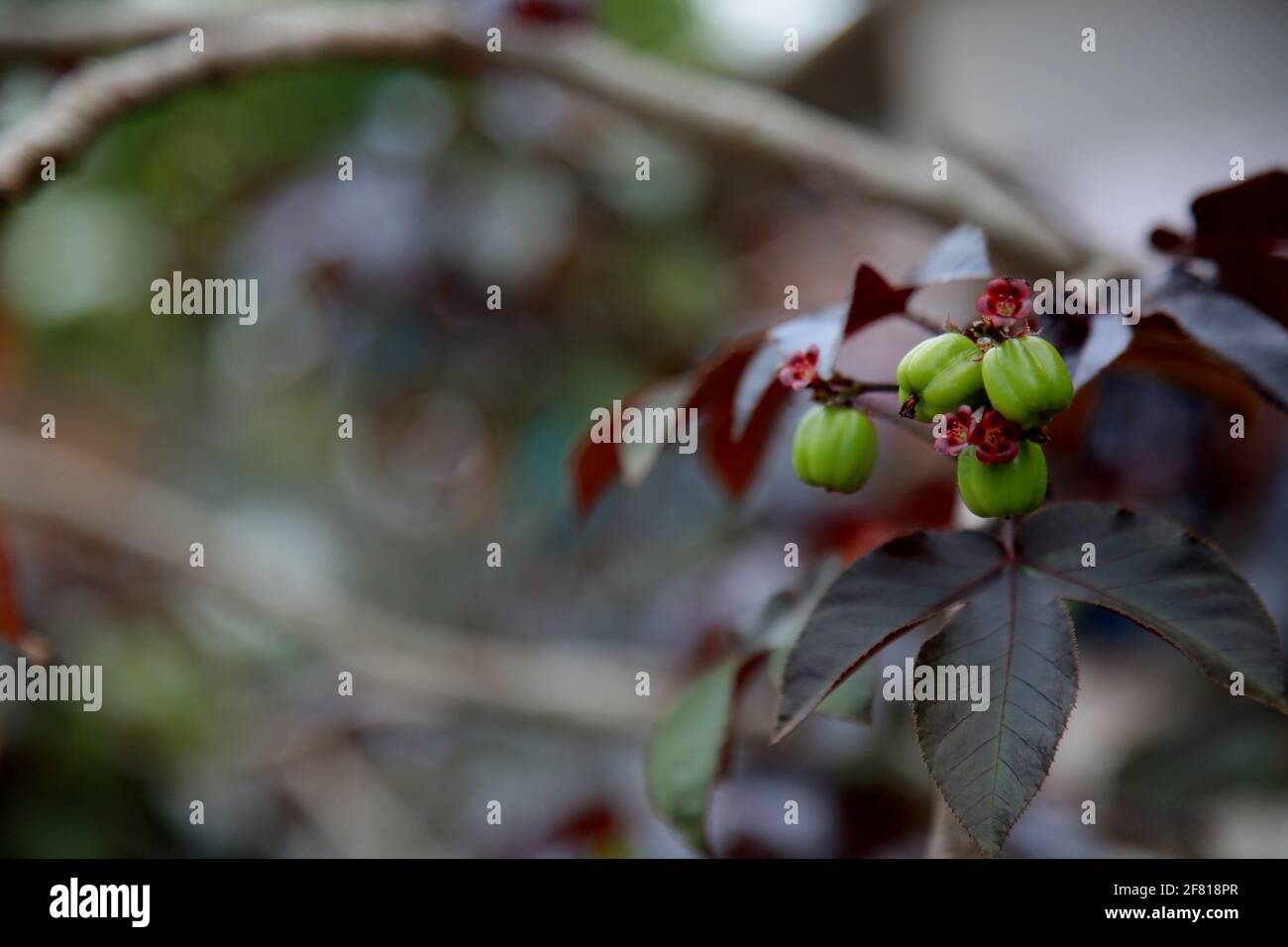 mata de sao joao, bahia / brazil - october 25, 2020: purple pinion ...