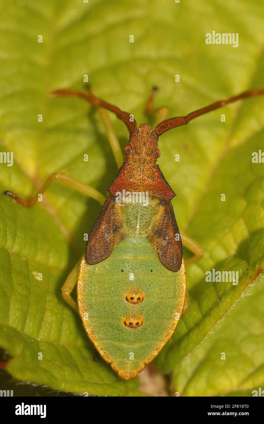 Closeup shot of a nymph of the shield bug standing on the green leaves ...