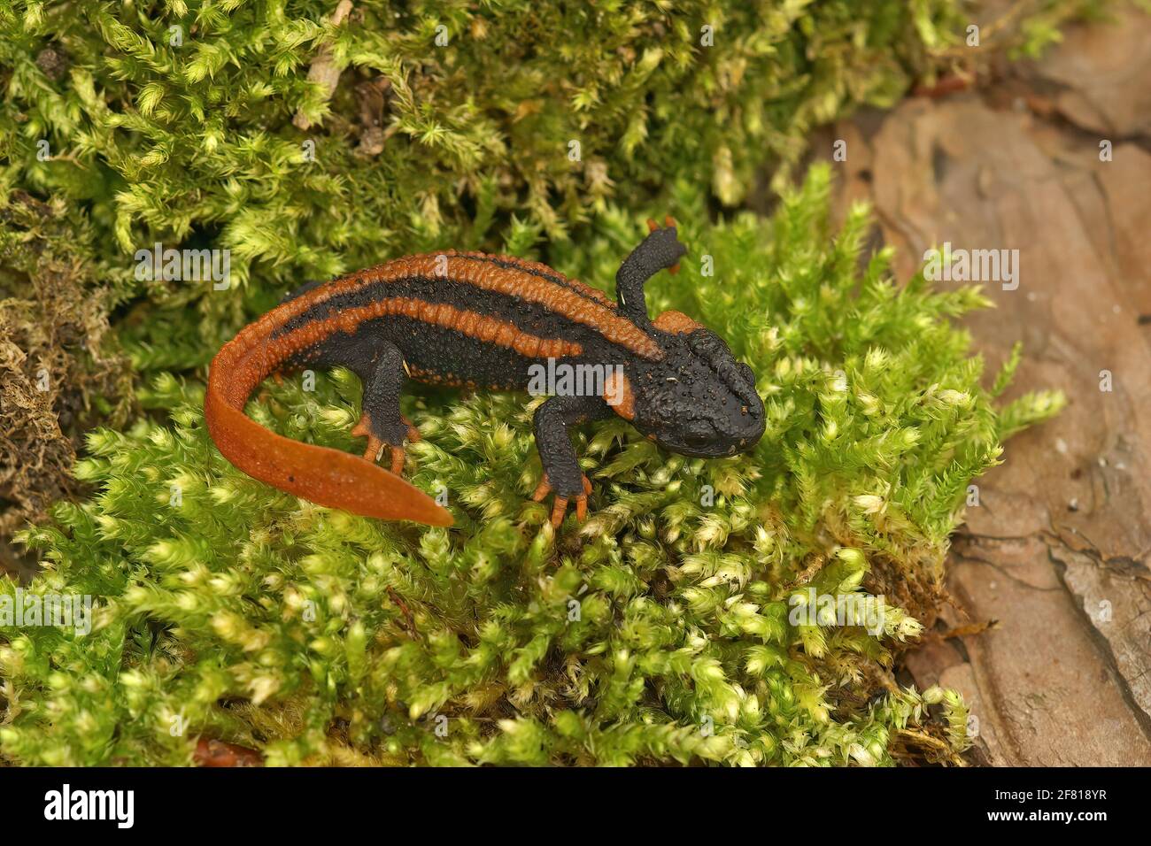 Closeup shot of a red-tailed Mandarin newt on green moss - Tylototriton ...