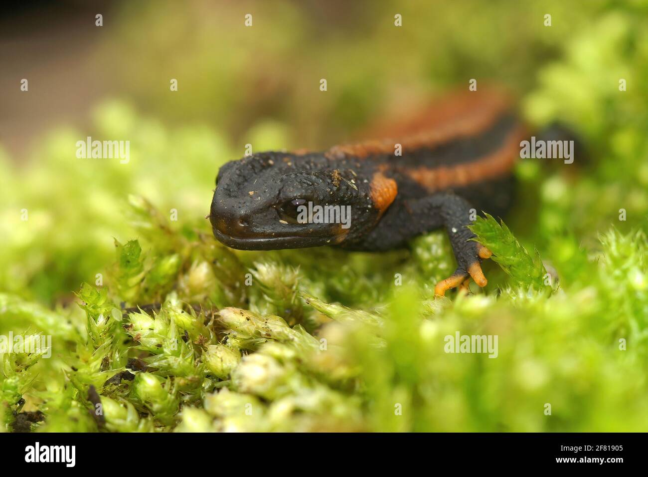 Closeup shot of a red-tailed Mandarin newt on green moss - Tylototriton ...
