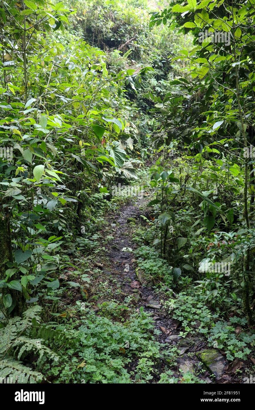 Valdivian and south america hi-res stock photography and images - Alamy