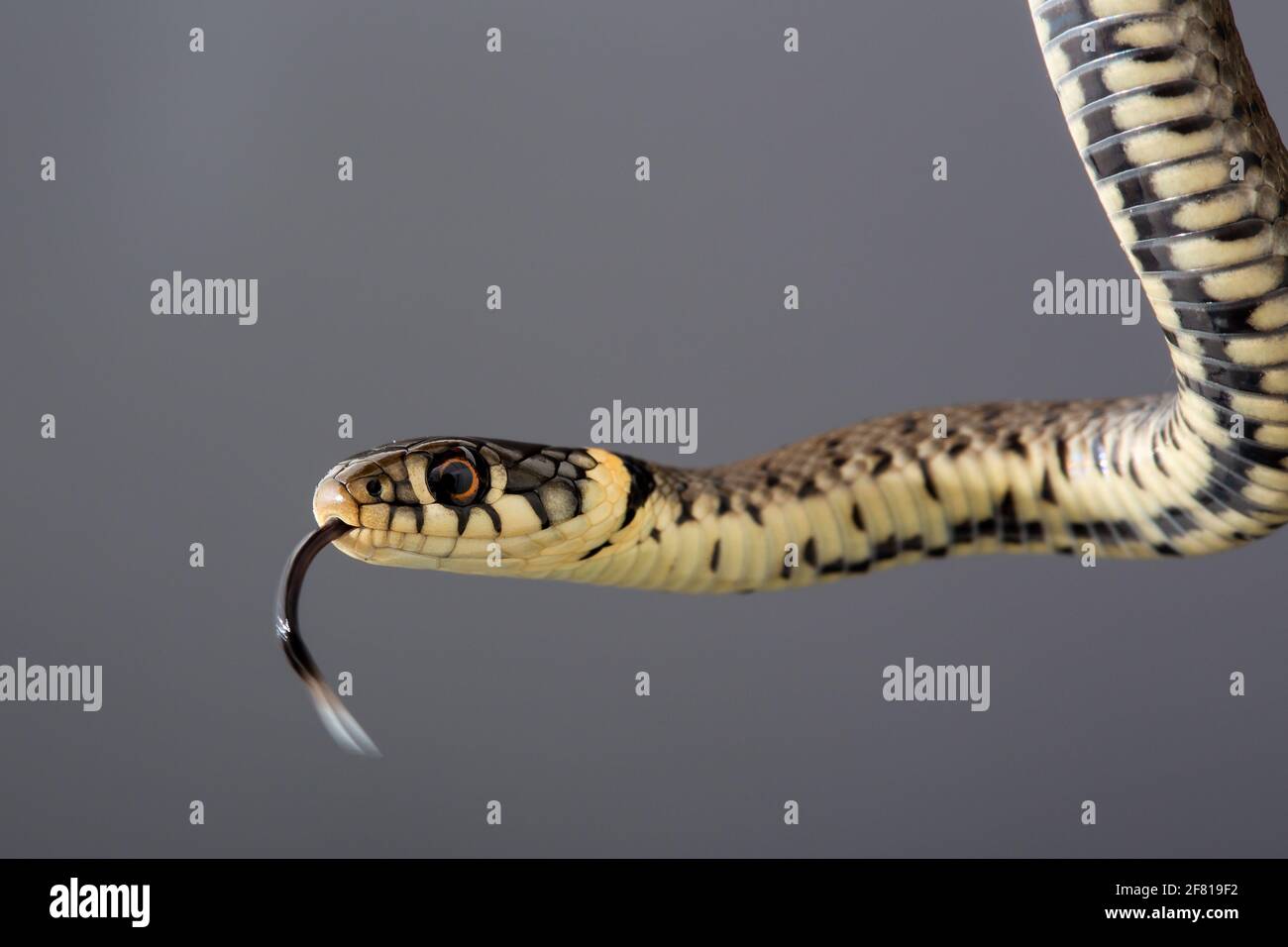 Grass Snake [ Natrix natrix ] studio shot Stock Photo - Alamy