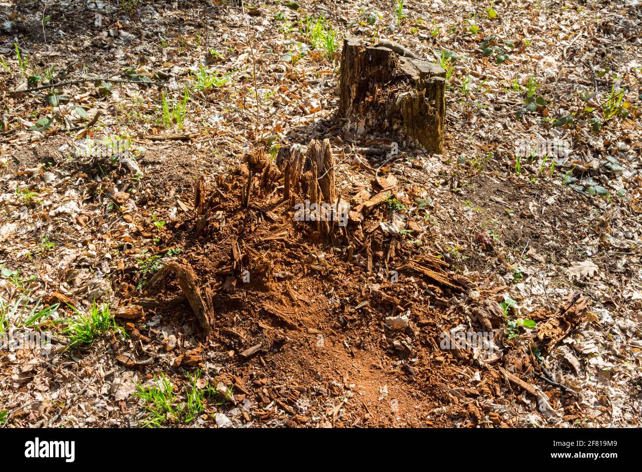 Rotten tree stump hi-res stock photography and images - Alamy
