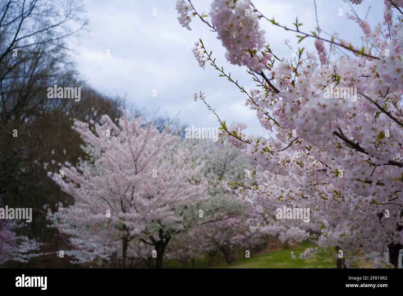 Genus prunus white blossom hi-res stock photography and images - Alamy