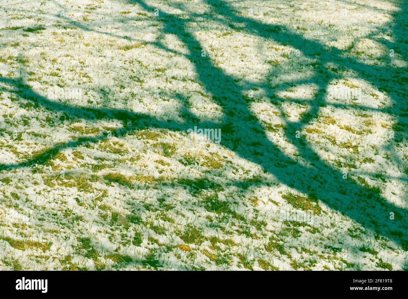 Tree shadows on snowy ground with green grass emerging. A sign of ...
