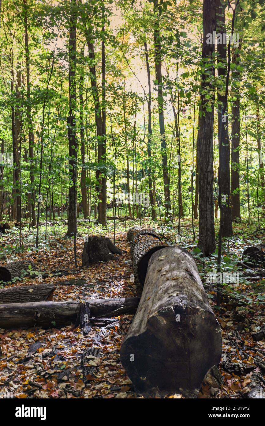 Large fallen logs on the forest floor, ON, Canada Stock Photo - Alamy