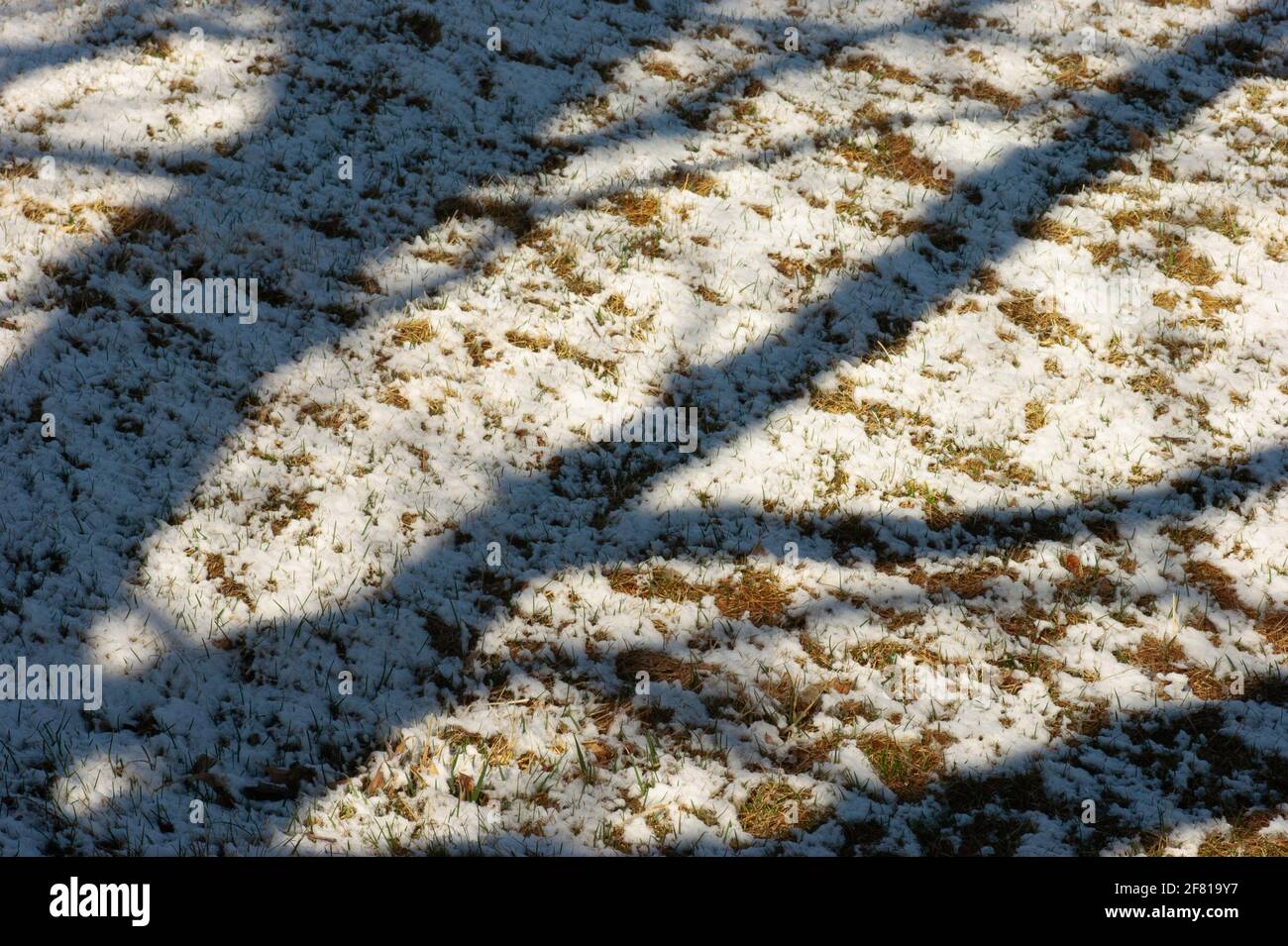 Tree shadows on snowy ground with green grass emerging. A sign of ...
