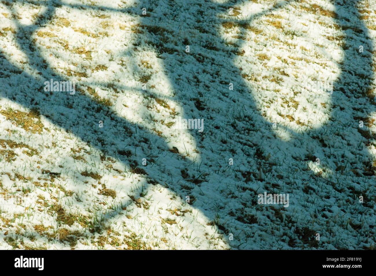 Tree shadows on snowy ground with green grass emerging. A sign of ...