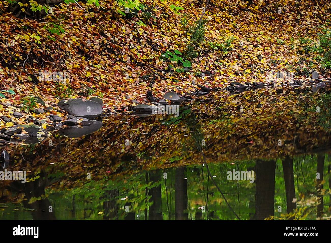 Mirror reflection of the fall foliage by the lazy creek, ON, Canada ...