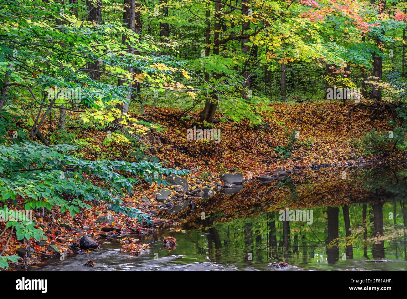 Still waters inside a beautiful forest during the fall, ON, Canada ...
