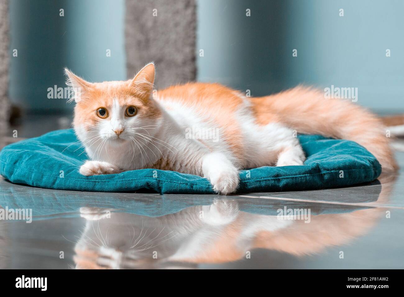 A fluffy red and white cat lies resting on a special mat. Indoor cat ...