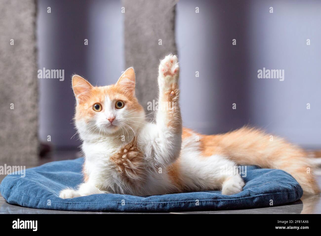 A fluffy red and white cat is lying on the mat and has raised its front ...