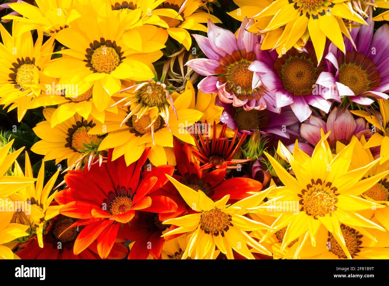 Orange yellow daisies hi-res stock photography and images - Alamy