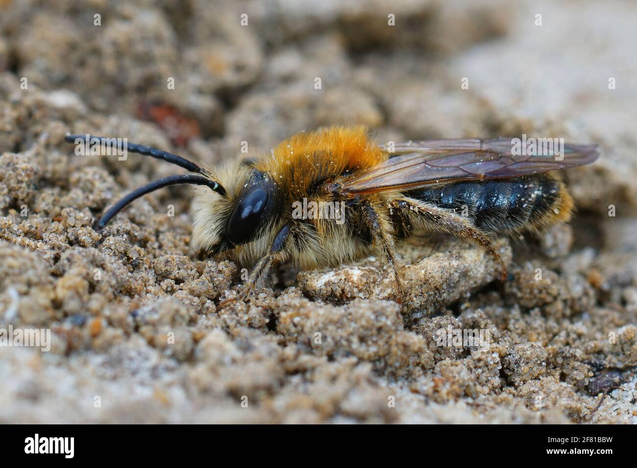 Gray fuzzy insect hi-res stock photography and images - Alamy