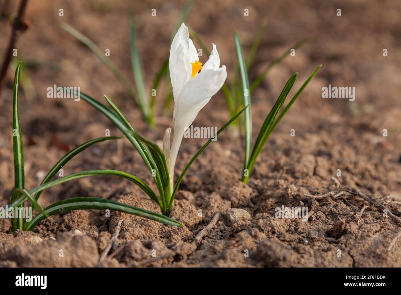 The first spring white flower emerged from the barely thawed earth ...