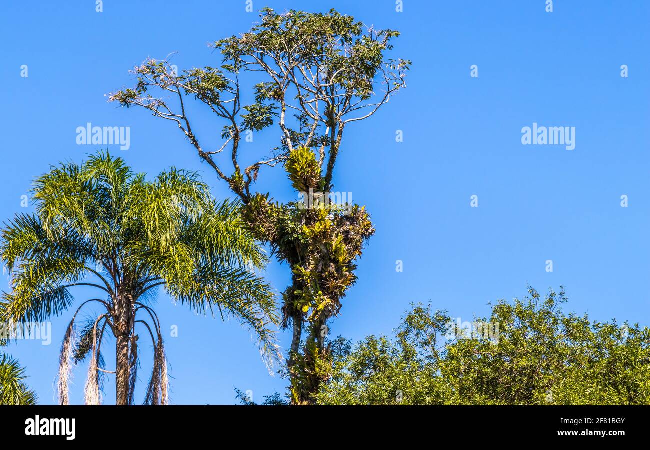 Closeup shot tropical trees hi-res stock photography and images - Alamy