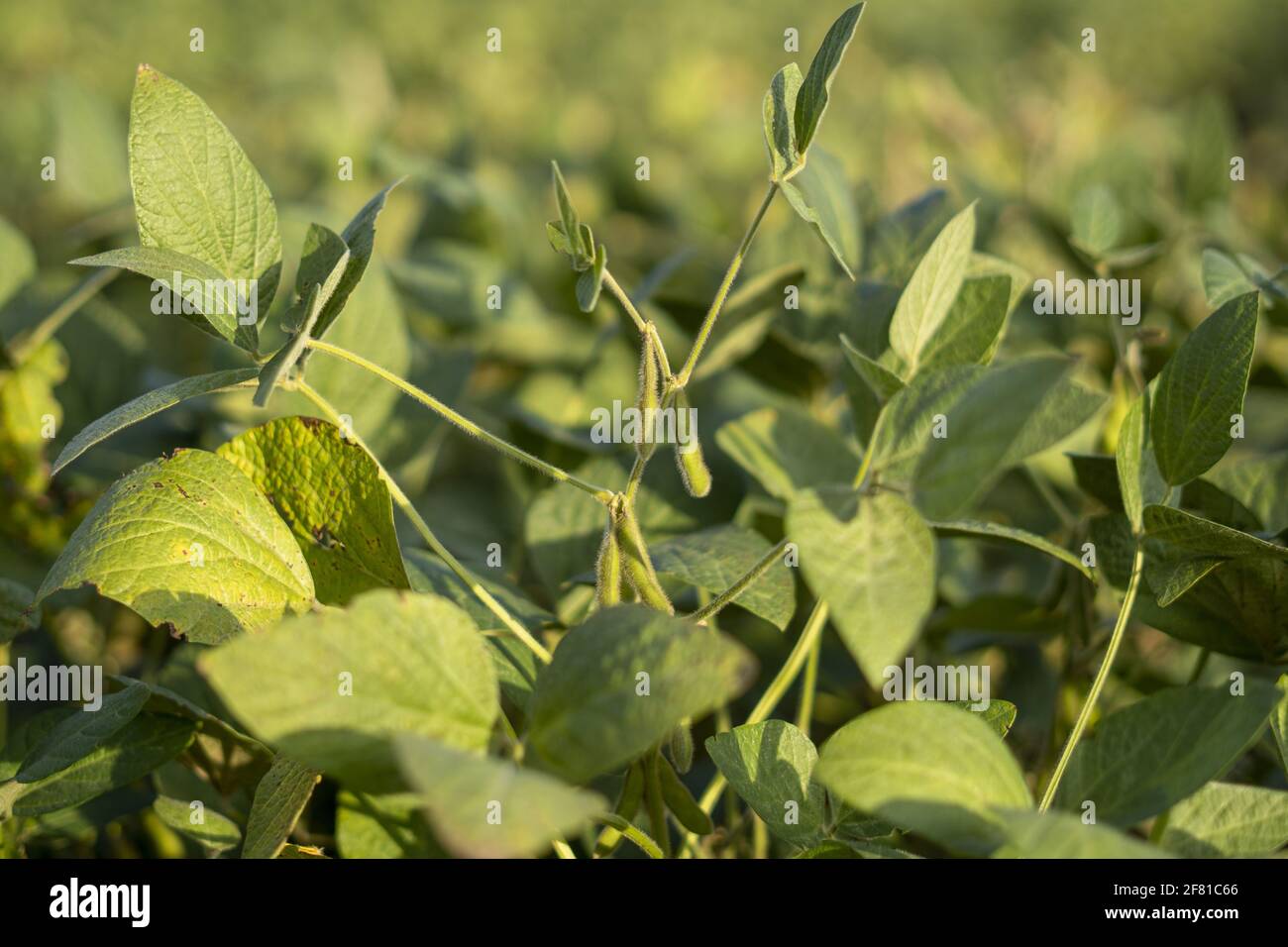 Common bean plant surrounded by bright green leaves in a thick field ...
