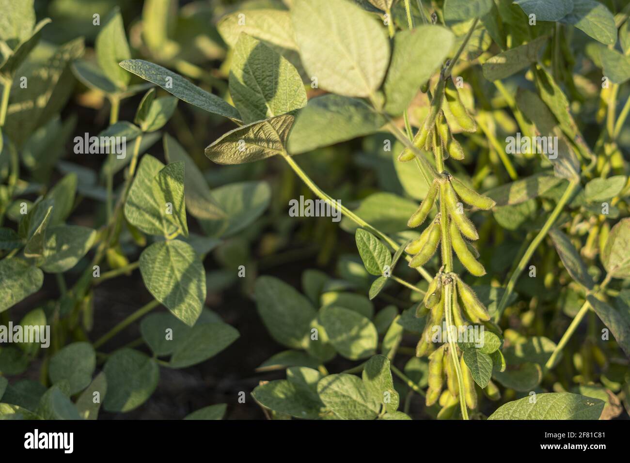 Closeup shot of common bean plant in a green field with bushes on a ...